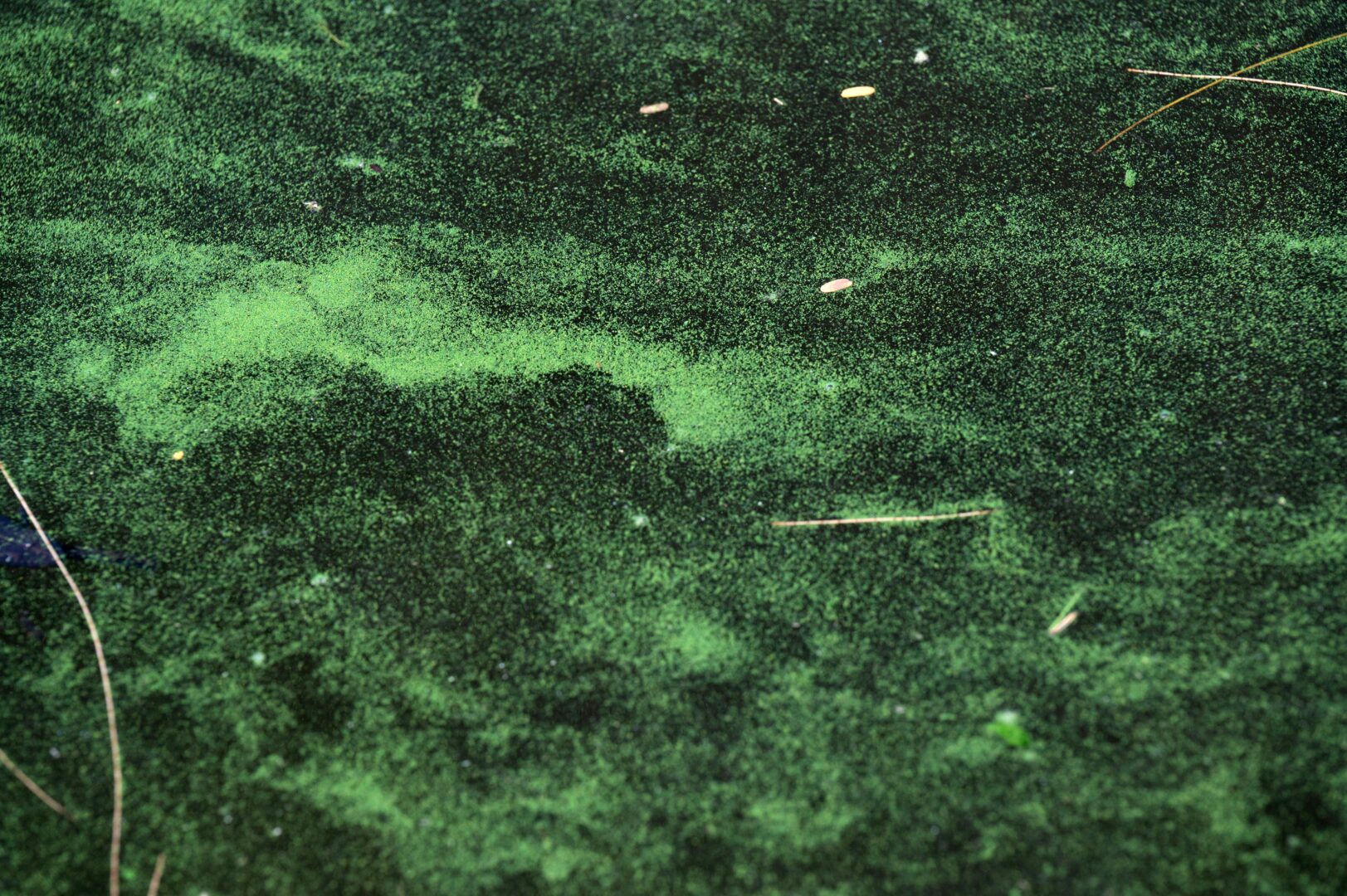 VoteWater Deep Dive: Chemical treatments can kill toxic algae - but are ...