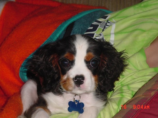 Amy Pangburn (Weschler), Sewickley, PA Pennsylvania currently in Erie ...