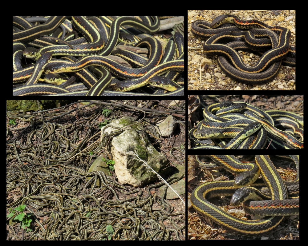 Snakes on a Plain - Narcisse, Manitoba Snake Dens Trip Report - North ...