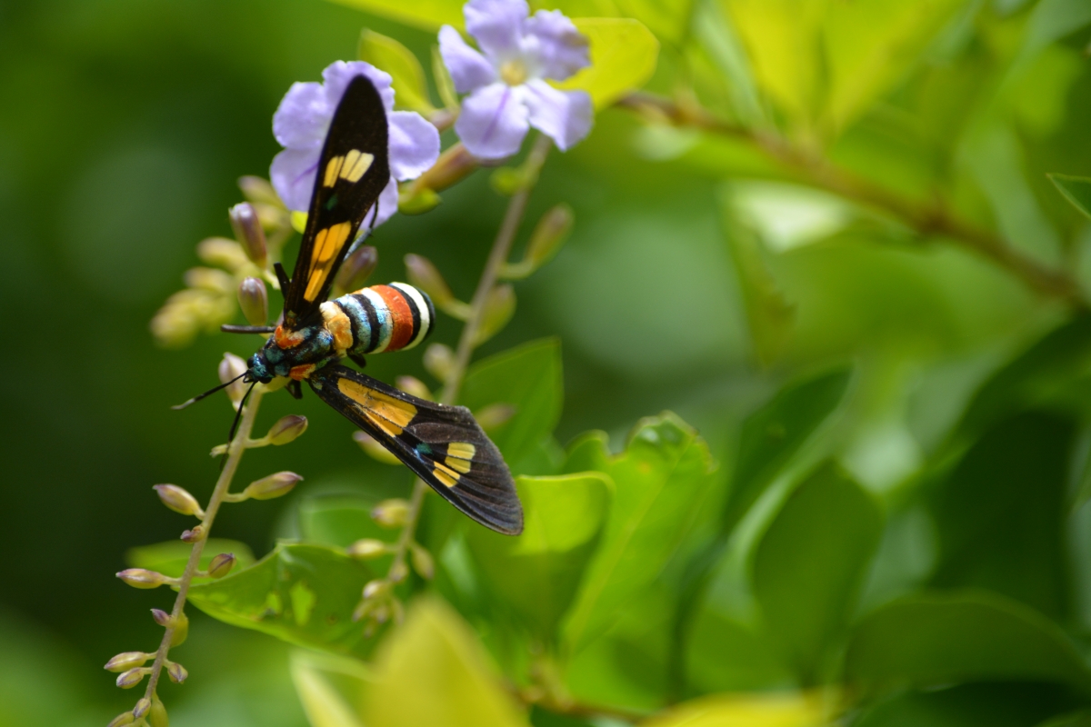 Let's see your dung beetles, African insects and arachnids... - Page 3 ...