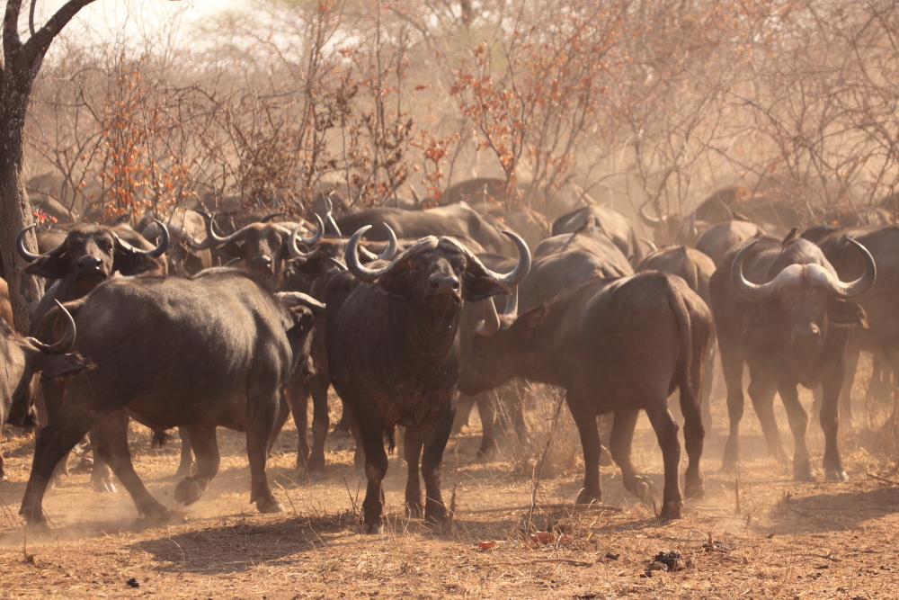 Let's see your African Buffalo... - Page 2 - Your Africa images ...