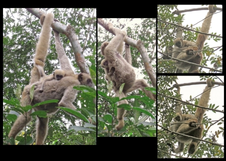 Muriqui Monkey Mania & Pantanal Pumapalooza - Worldwide - Safaritalk