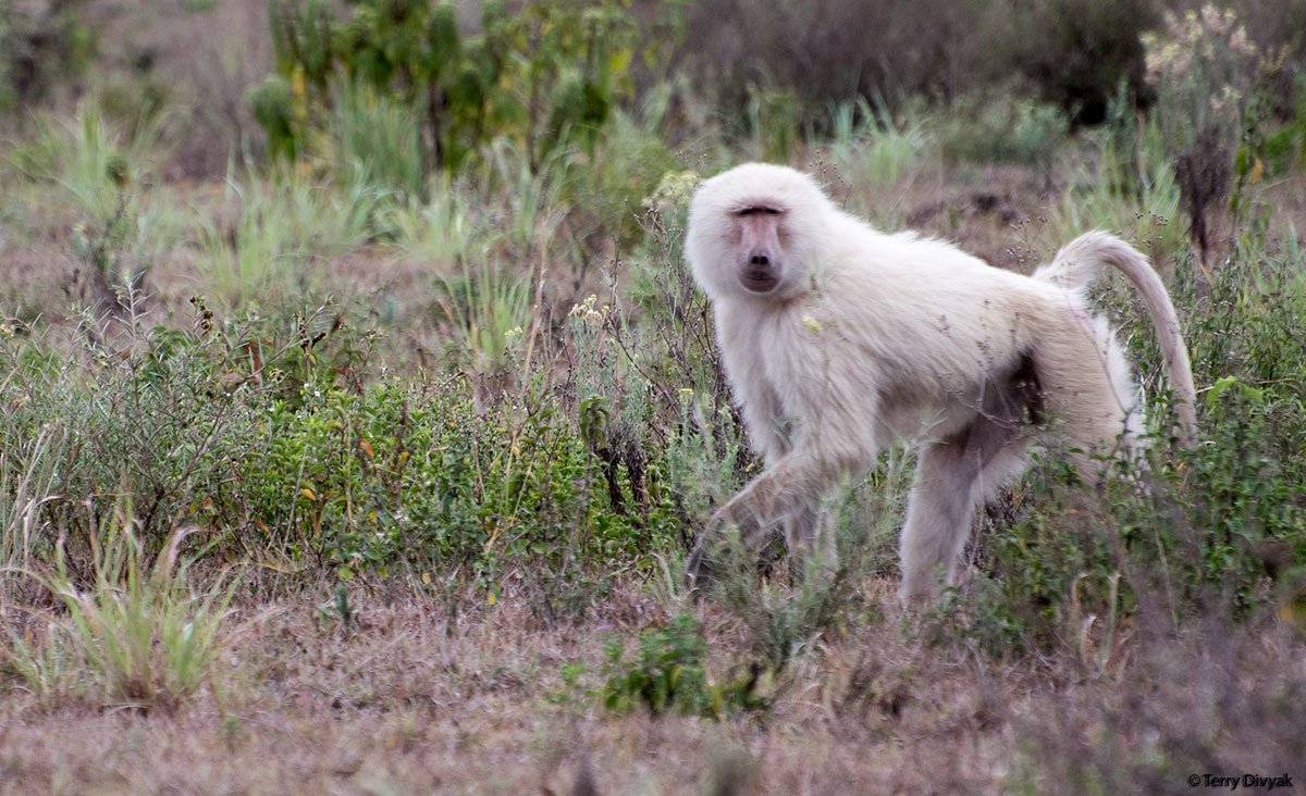Sighting of Rare White Baboon in Arusha National Park - Tanzania ...