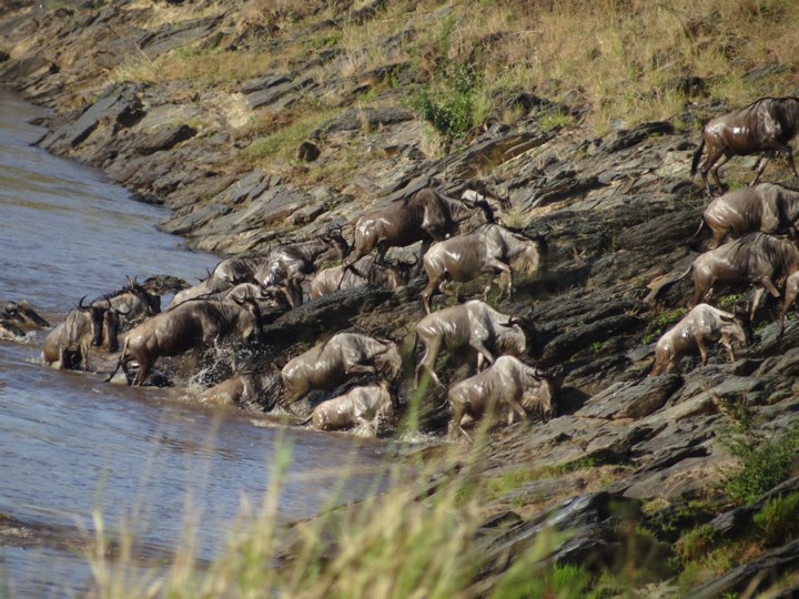 Show us your migration photos... - Your Africa images - Safaritalk