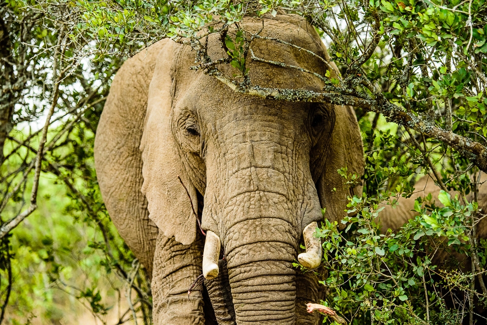 Those Poor Animals – A Family Safari in Kenya - Kenya - Safaritalk