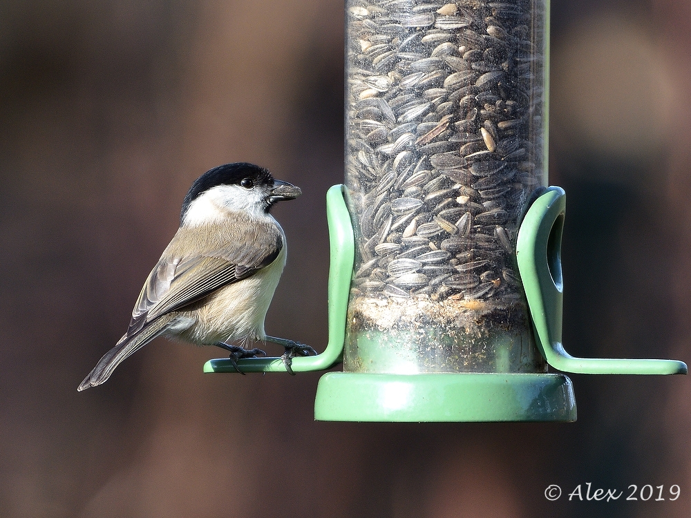 Zvezda & Alex 4th time: Just birdin' - Big Year 2019 - Safaritalk