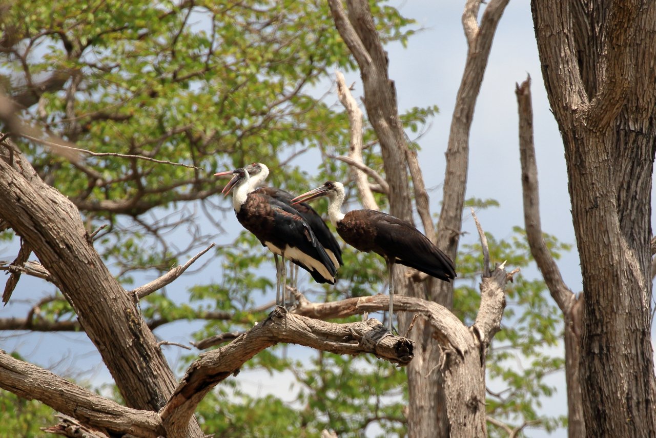 Michael´s Fourth Year - Page 5 - Big Year 2019 - Safaritalk