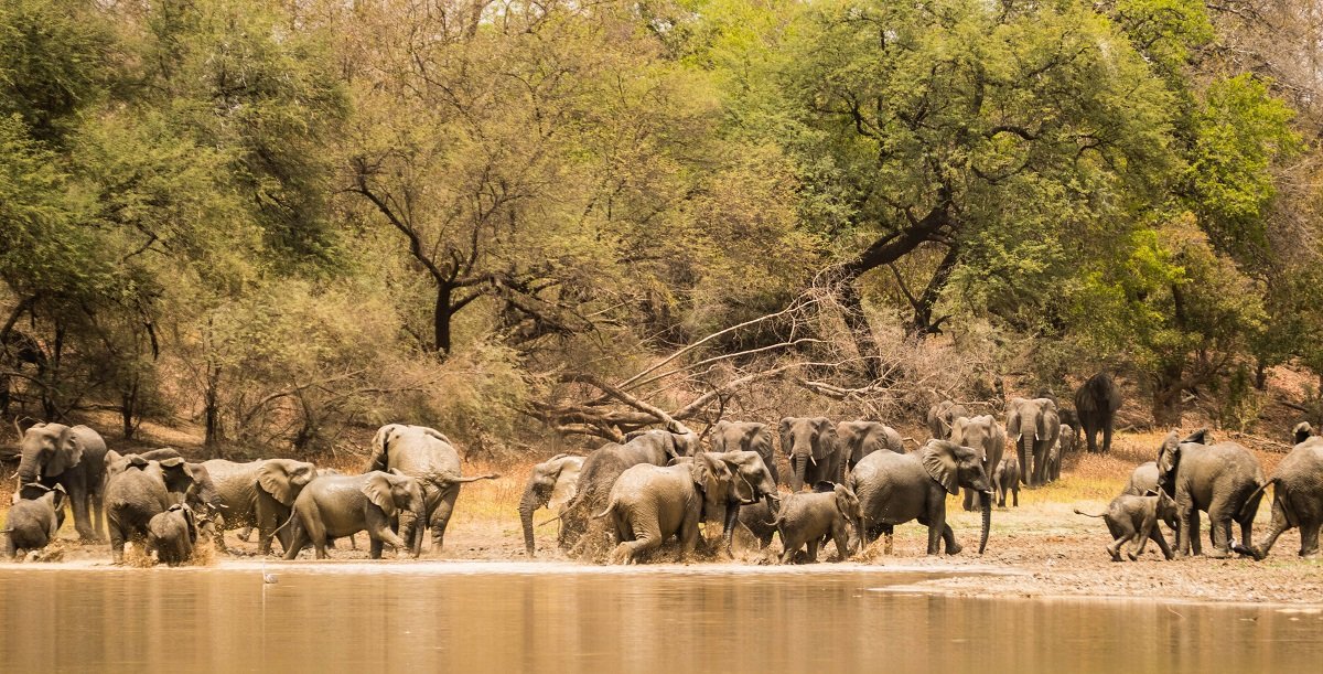 Chad 2019 - Central African Savannah and Wonders of the Sahara - Chad ...