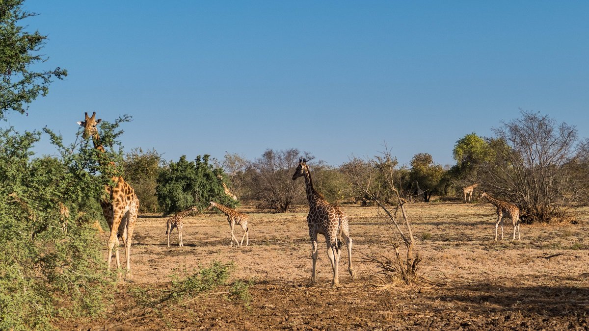 Chad 2019 - Central African Savannah and Wonders of the Sahara - Chad ...