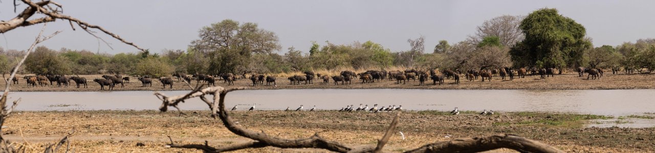 Chad 2019 - Central African Savannah and Wonders of the Sahara - Chad ...