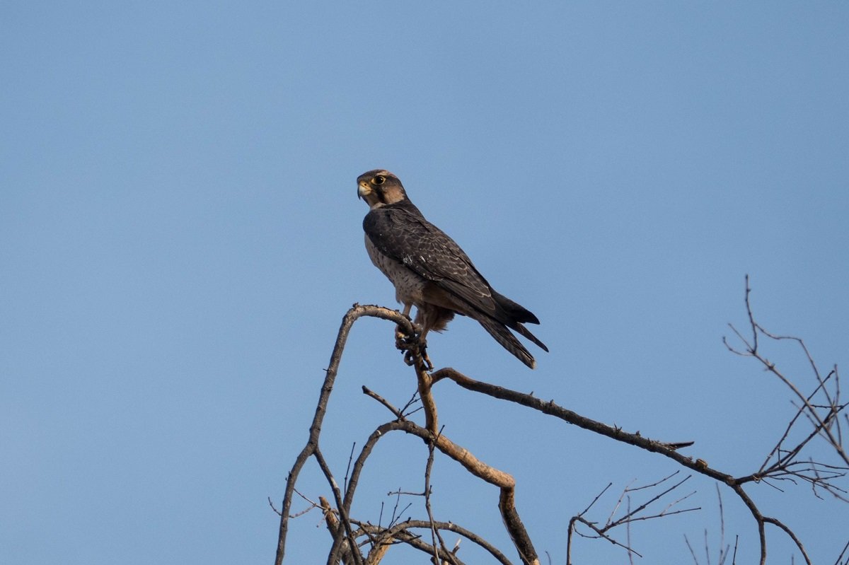 Chad Bird ID please help - Africa birds - Safaritalk
