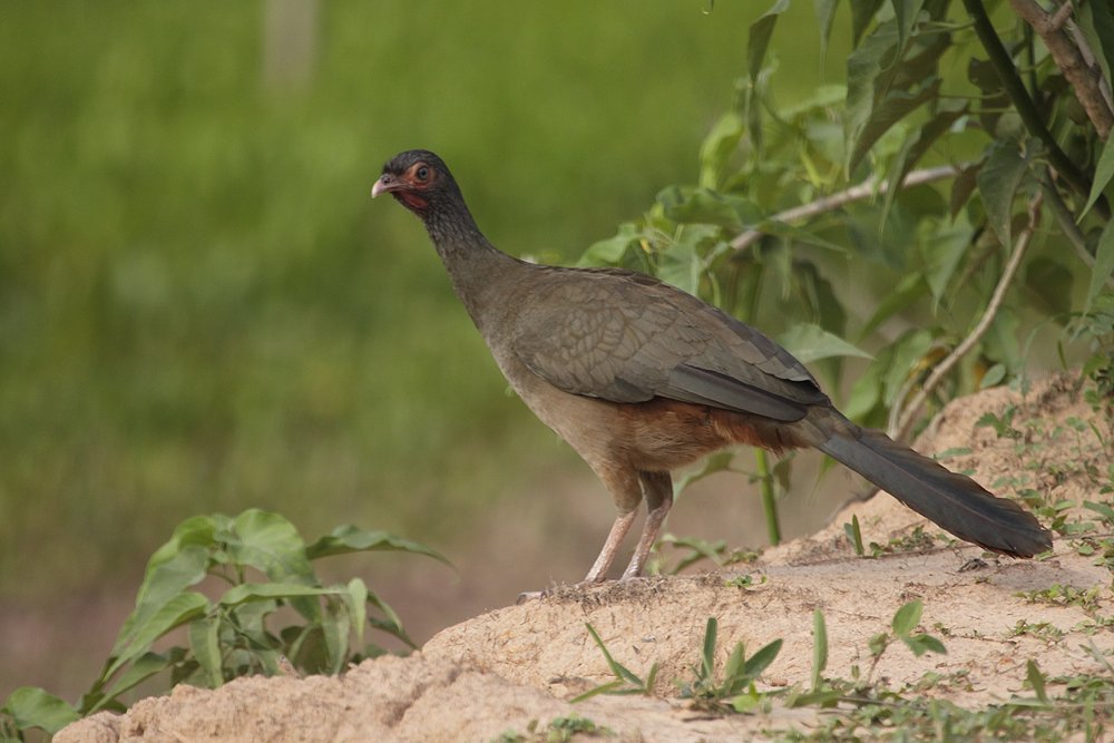 Brazil, Birds, Beasts and Big Waters - Page 2 - South/Central America ...