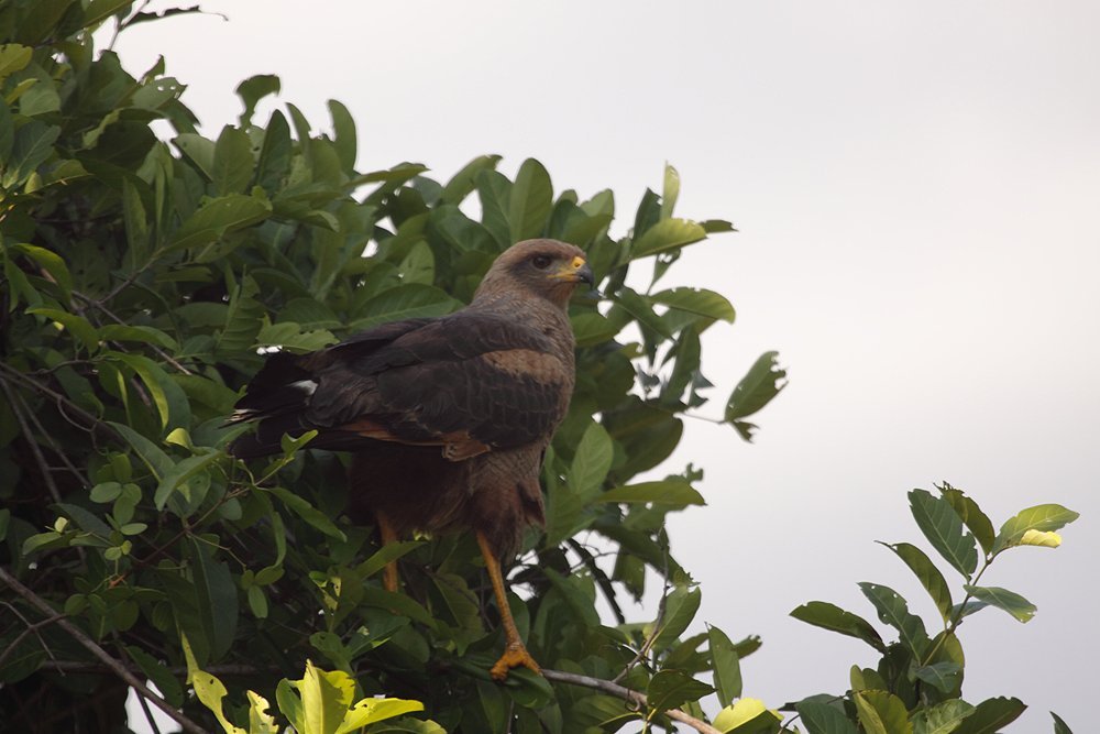 Brazil, Birds, Beasts and Big Waters - Page 2 - South/Central America ...