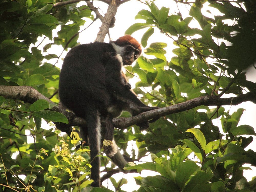 Lets see your red colobus photos/videos - Your Africa images - Safaritalk