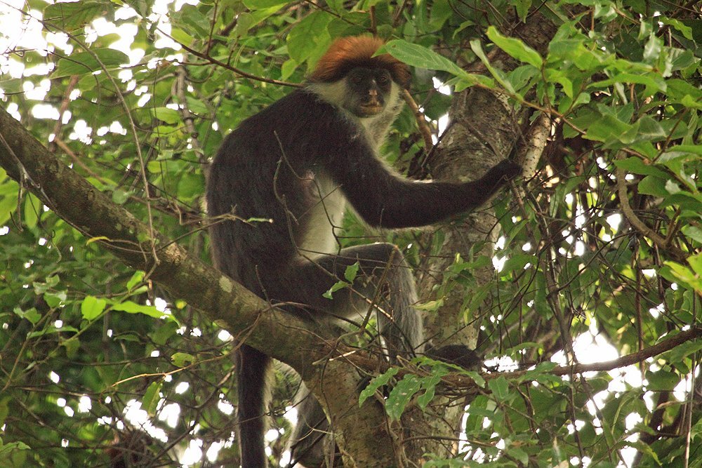 Lets see your red colobus photos/videos - Your Africa images - Safaritalk