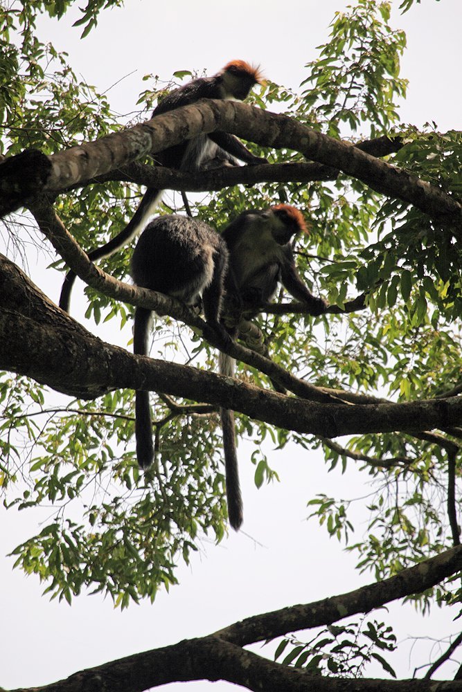 Lets see your red colobus photos/videos - Your Africa images - Safaritalk