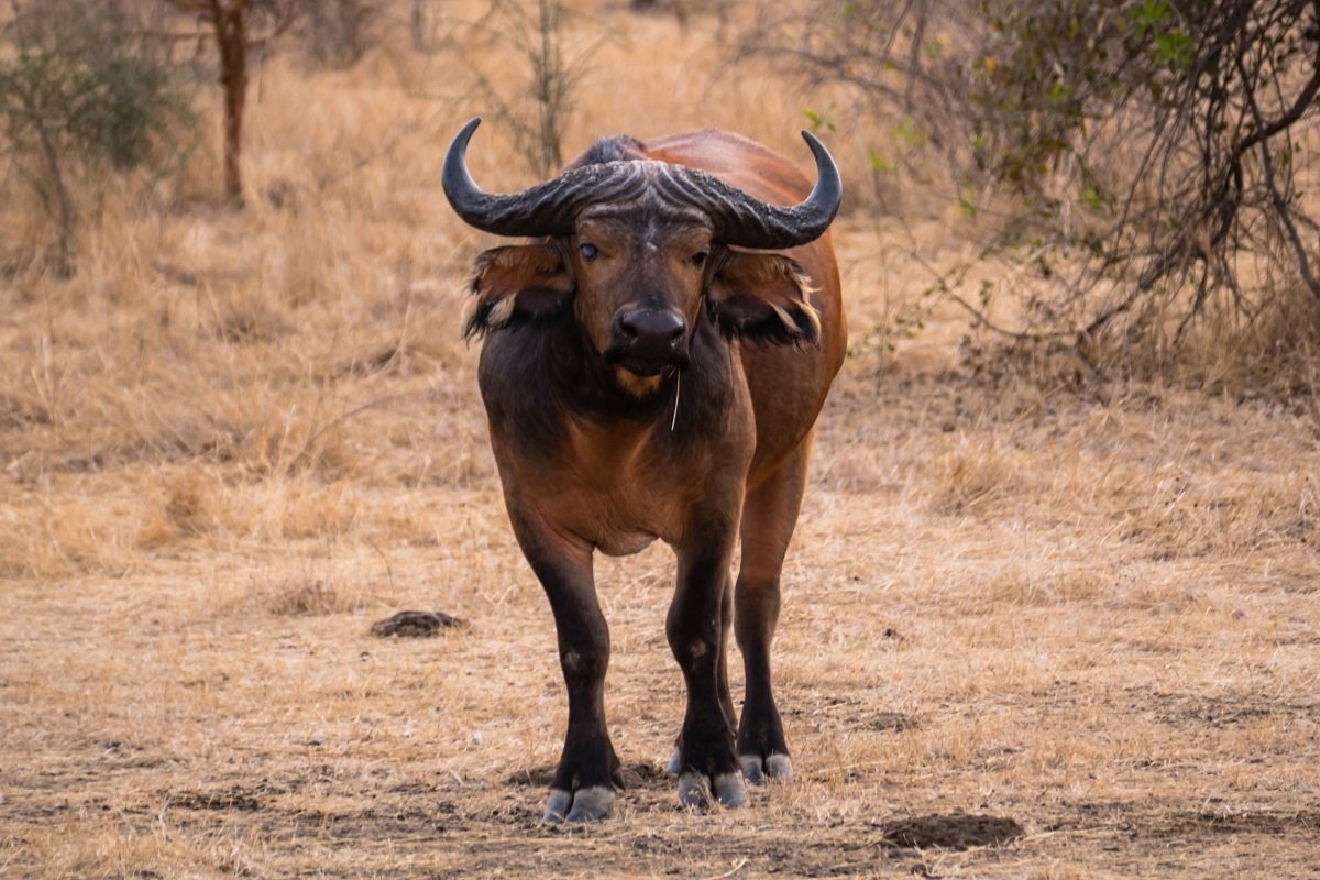 Chad 2019 - Central African Savannah and Wonders of the Sahara - Chad ...
