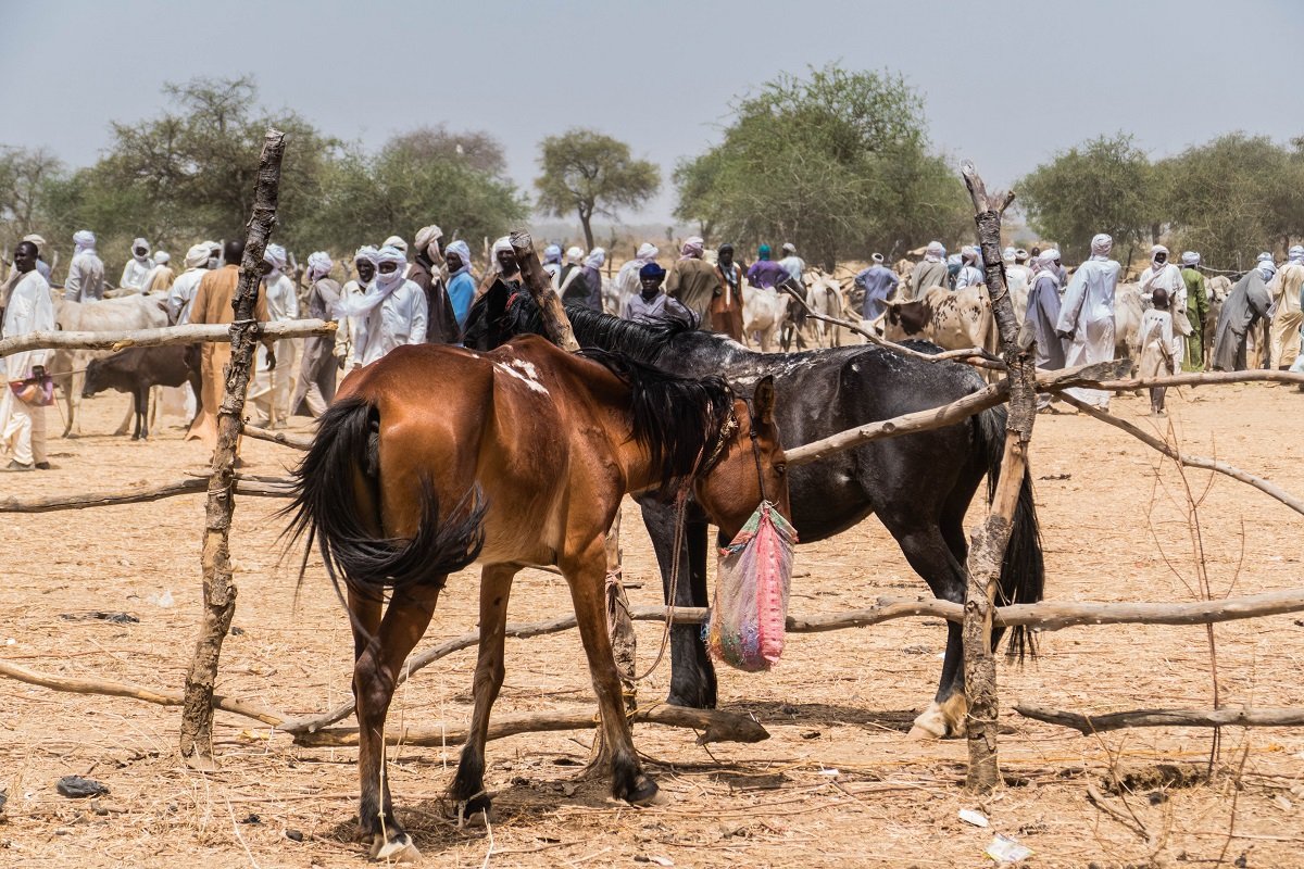 Chad 2019 - Central African Savannah and Wonders of the Sahara - Chad ...