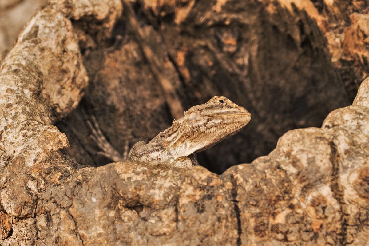 Chad Bird ID please help - Africa birds - Safaritalk