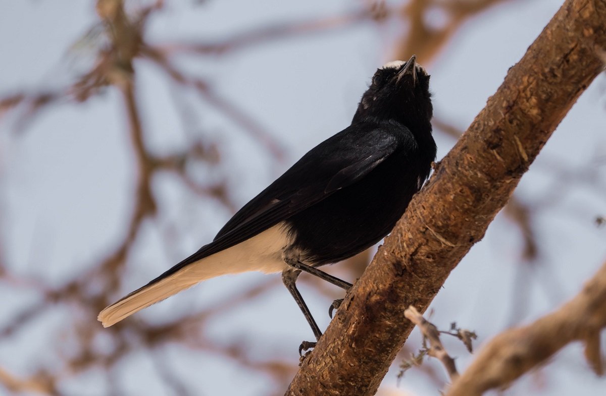 Chad Bird ID please help - Africa birds - Safaritalk
