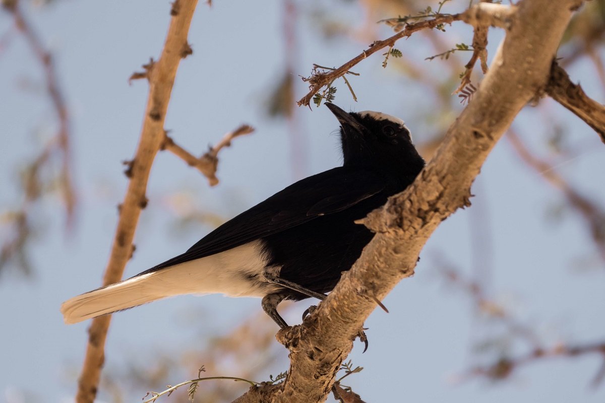 Chad Bird ID please help - Africa birds - Safaritalk