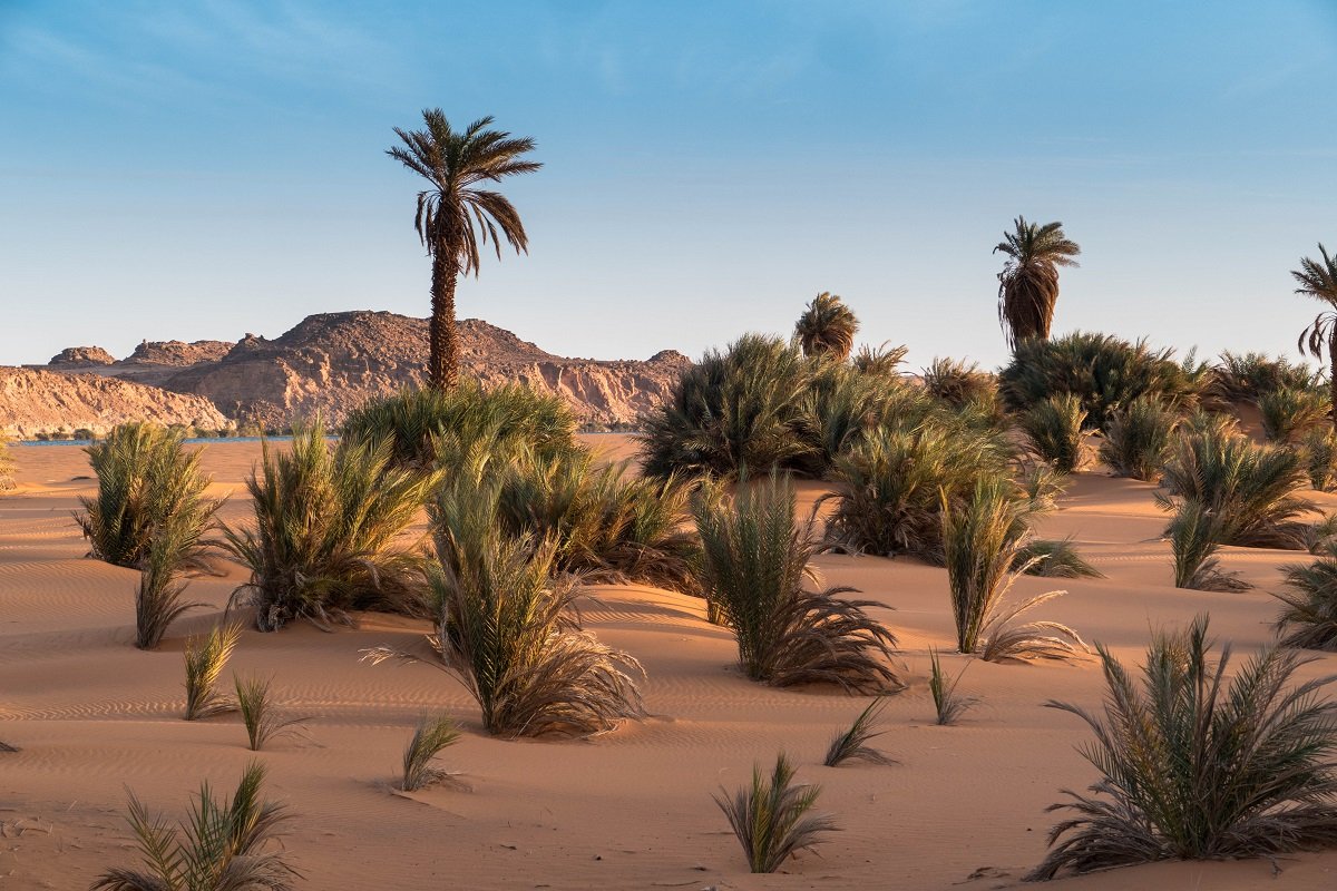 Chad 2019 - Central African Savannah and Wonders of the Sahara - Page 2 ...