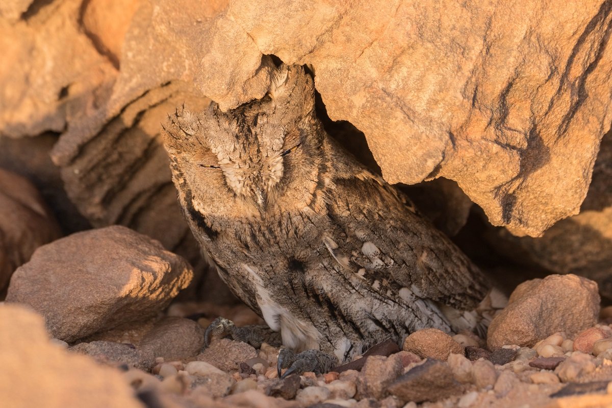 Chad Bird ID please help - Africa birds - Safaritalk