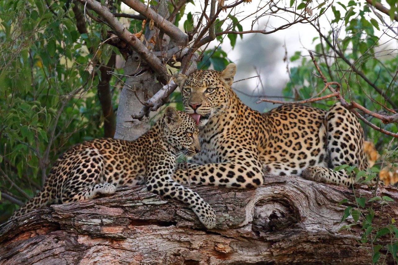 From Dawn Till Dusk - A Botswana Green Season Mobile - Botswana ...