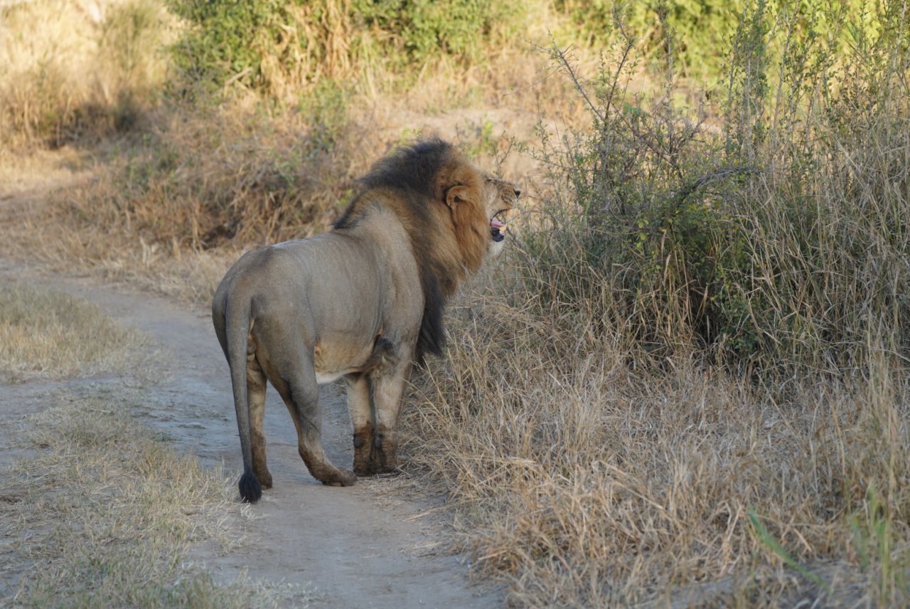 Mala Mala Sable Camp - Page 2 - South Africa - Safaritalk