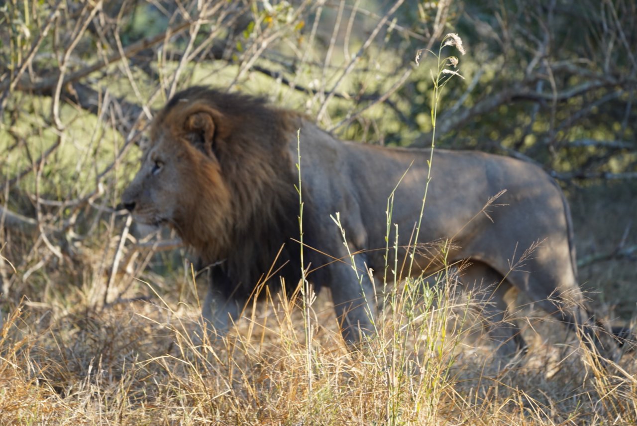 Mala Mala Sable Camp - Page 2 - South Africa - Safaritalk
