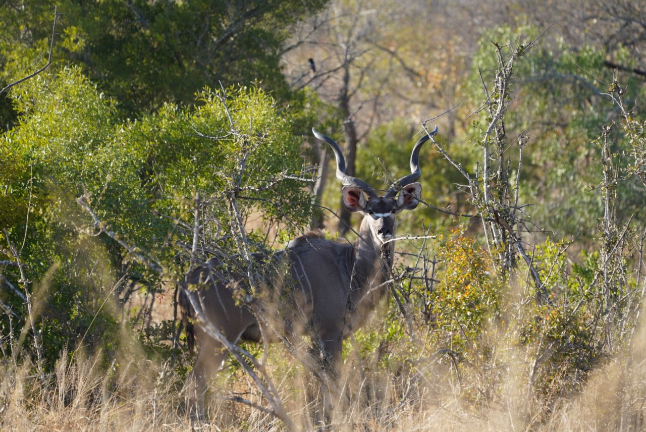 Mala Mala Sable Camp - Page 2 - South Africa - Safaritalk