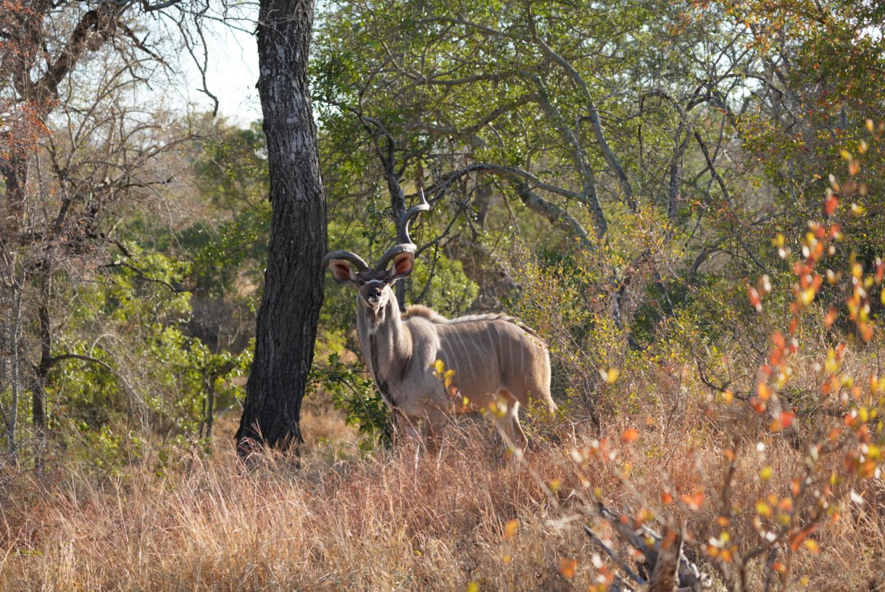 Mala Mala Sable Camp - Page 2 - South Africa - Safaritalk