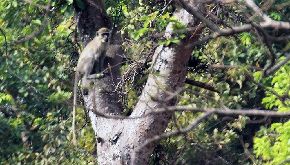 Show us your savanna monkeys - vervet, grivet, tantalus, green and Bale ...