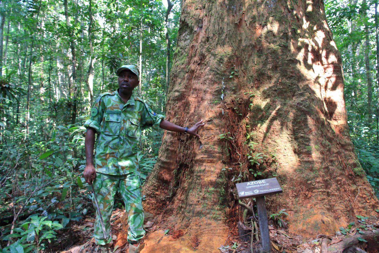 Into the Heart of Madness - This is Gabon! - Gabon - Safaritalk