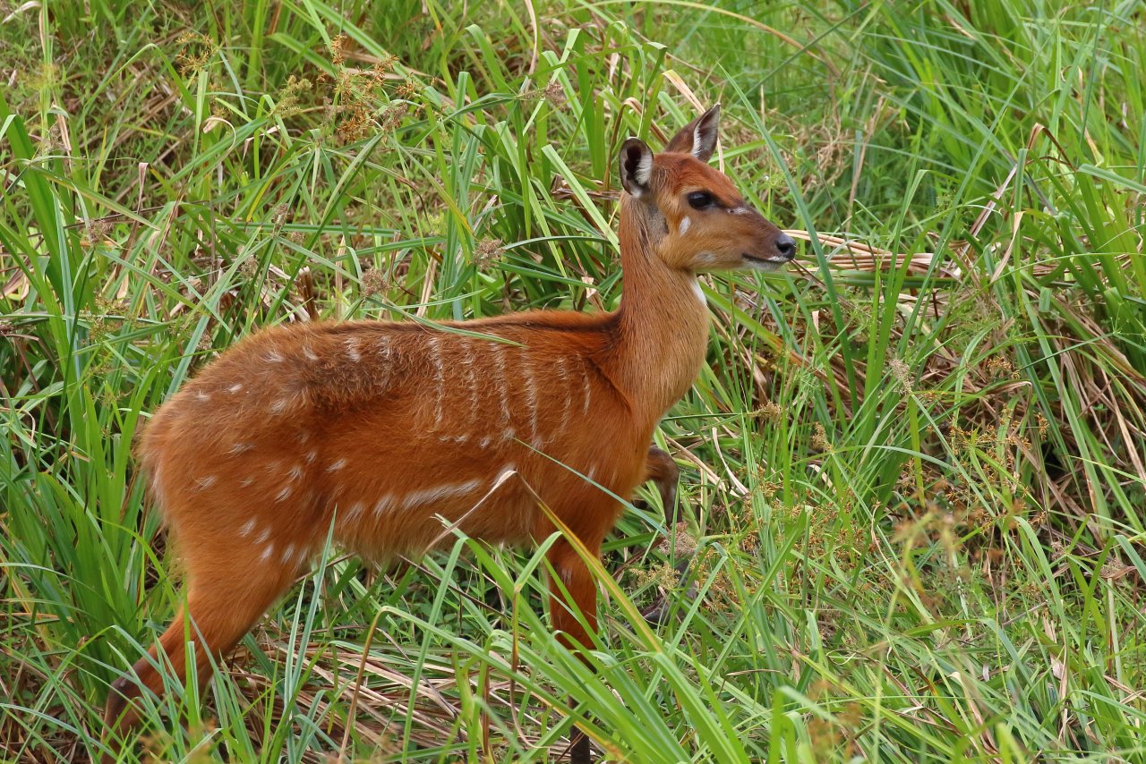 Into the Heart of Madness - This is Gabon! - Gabon - Safaritalk