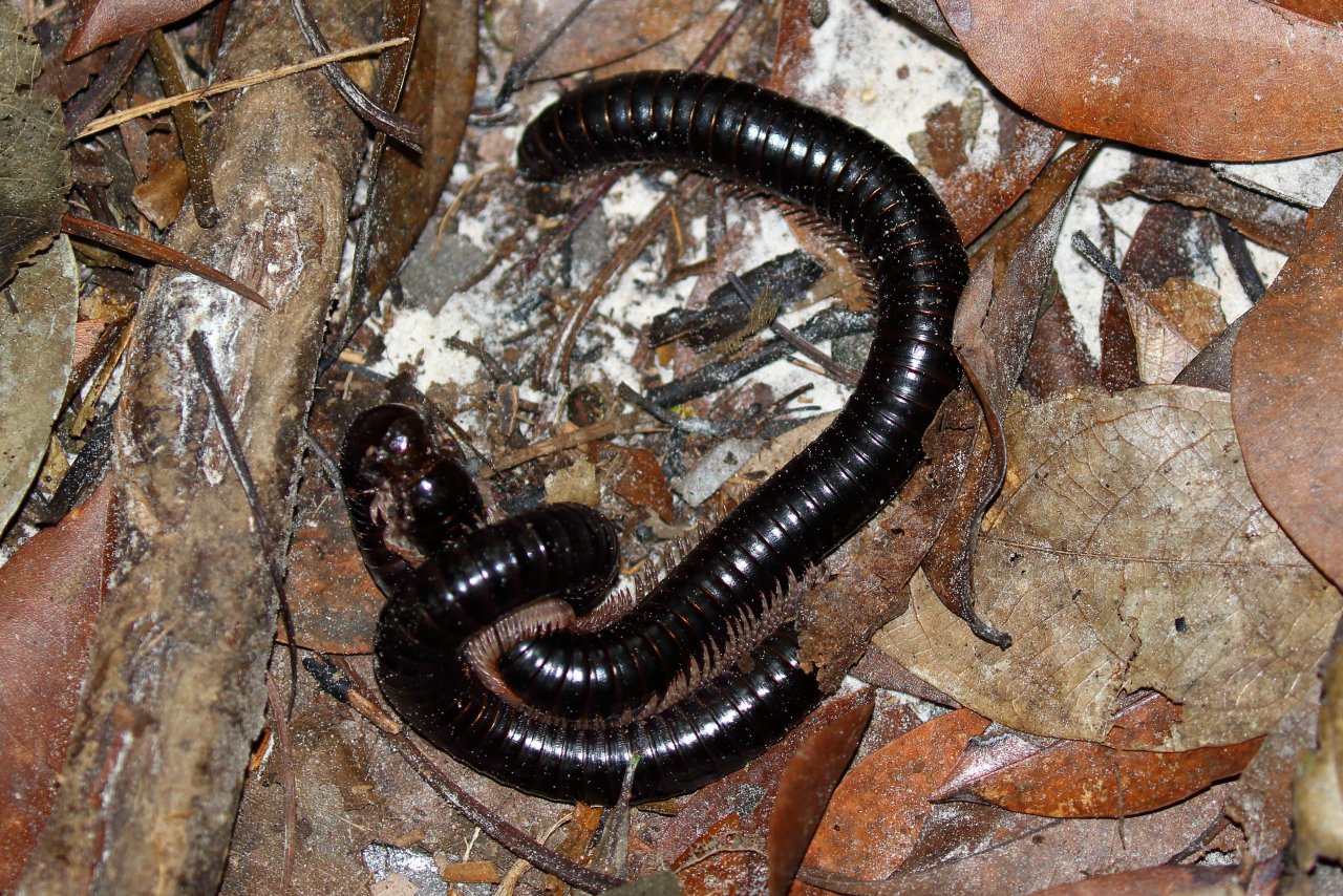 Into the Heart of Madness - This is Gabon! - Gabon - Safaritalk