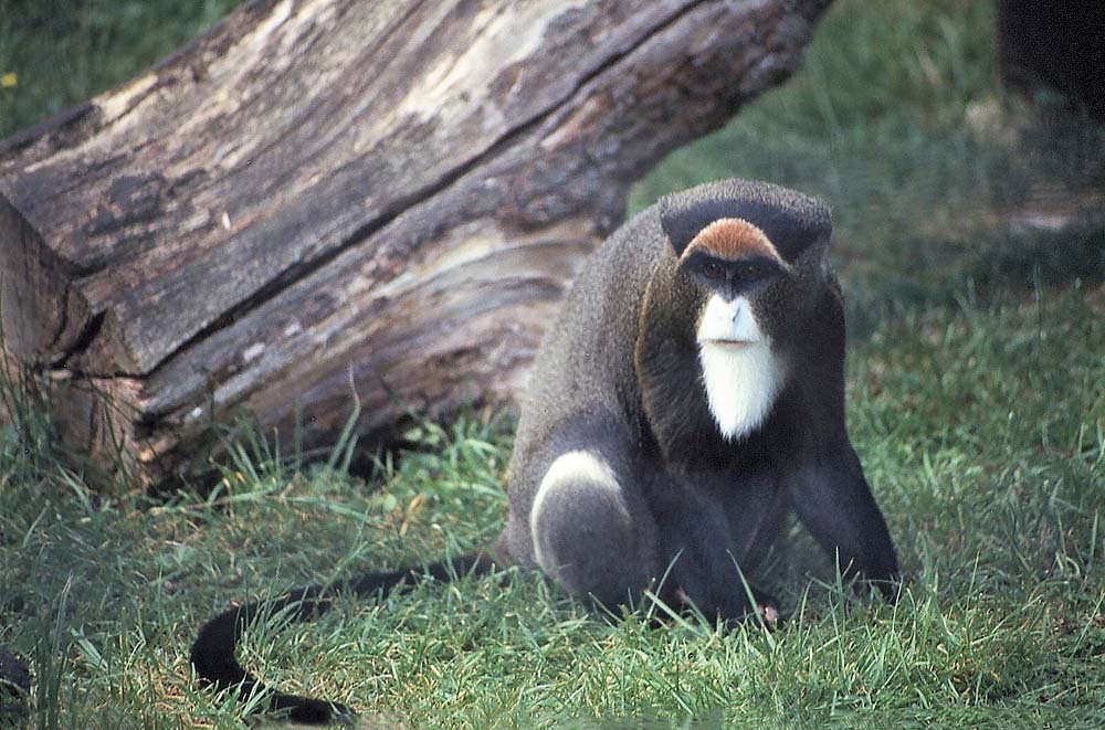 Show us your long-tailed monkeys or guenons (Cercopithecus species ...