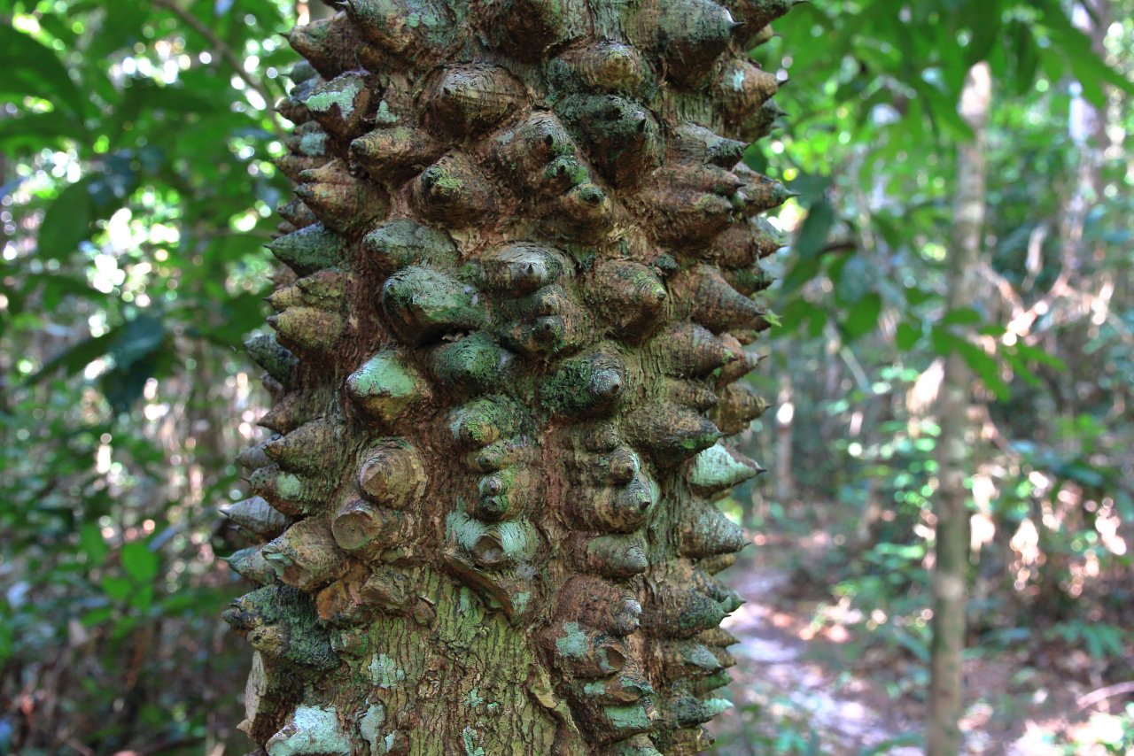 Into the Heart of Madness - This is Gabon! - Gabon - Safaritalk