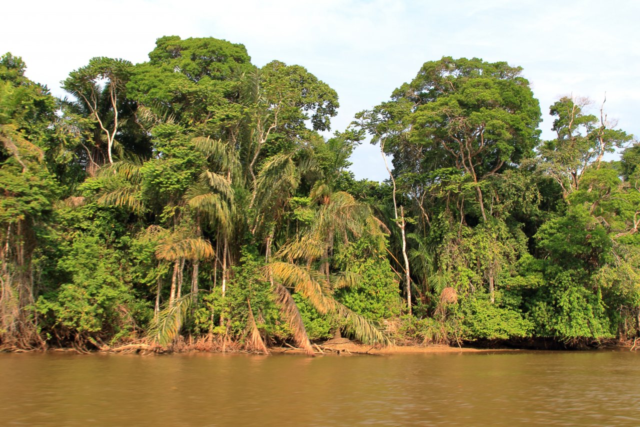 Into the Heart of Madness - This is Gabon! - Page 6 - Gabon - Safaritalk