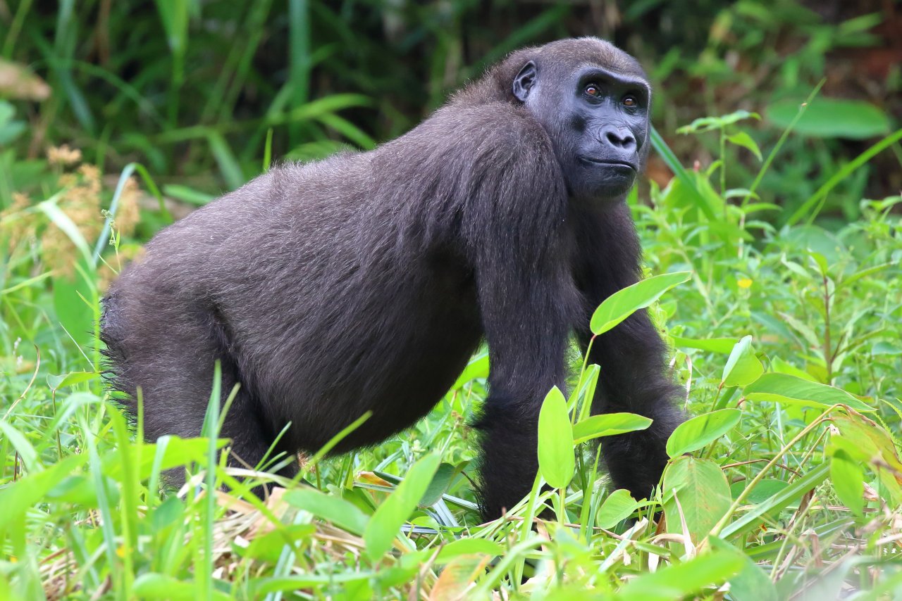 Into the Heart of Madness - This is Gabon! - Page 6 - Gabon - Safaritalk