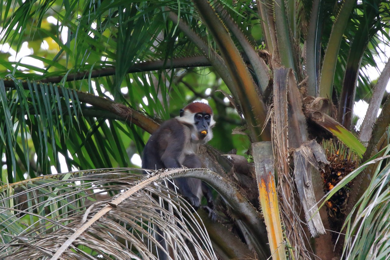 Into the Heart of Madness - This is Gabon! - Gabon - Safaritalk