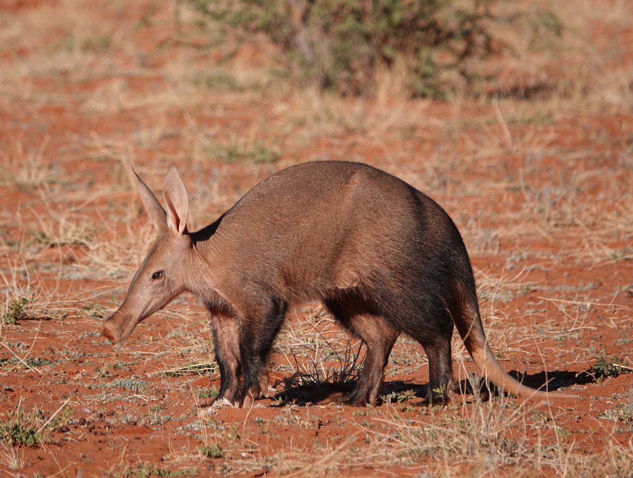 Show us your Claspers! Your Pangolins & Aardvarks, SOUTH AFRICA ...