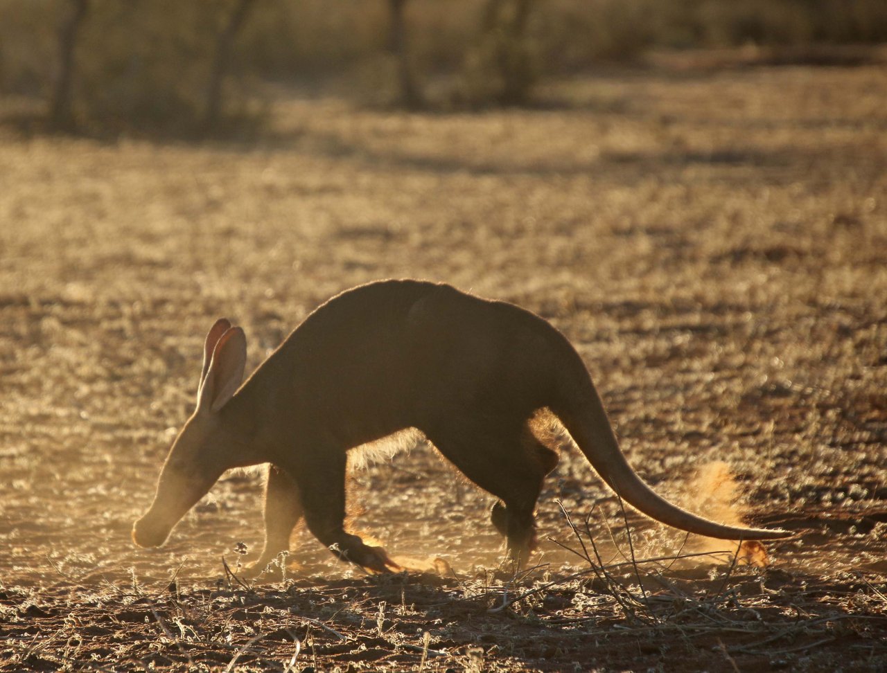 Show us your Claspers! Your Pangolins & Aardvarks, SOUTH AFRICA! - Page ...