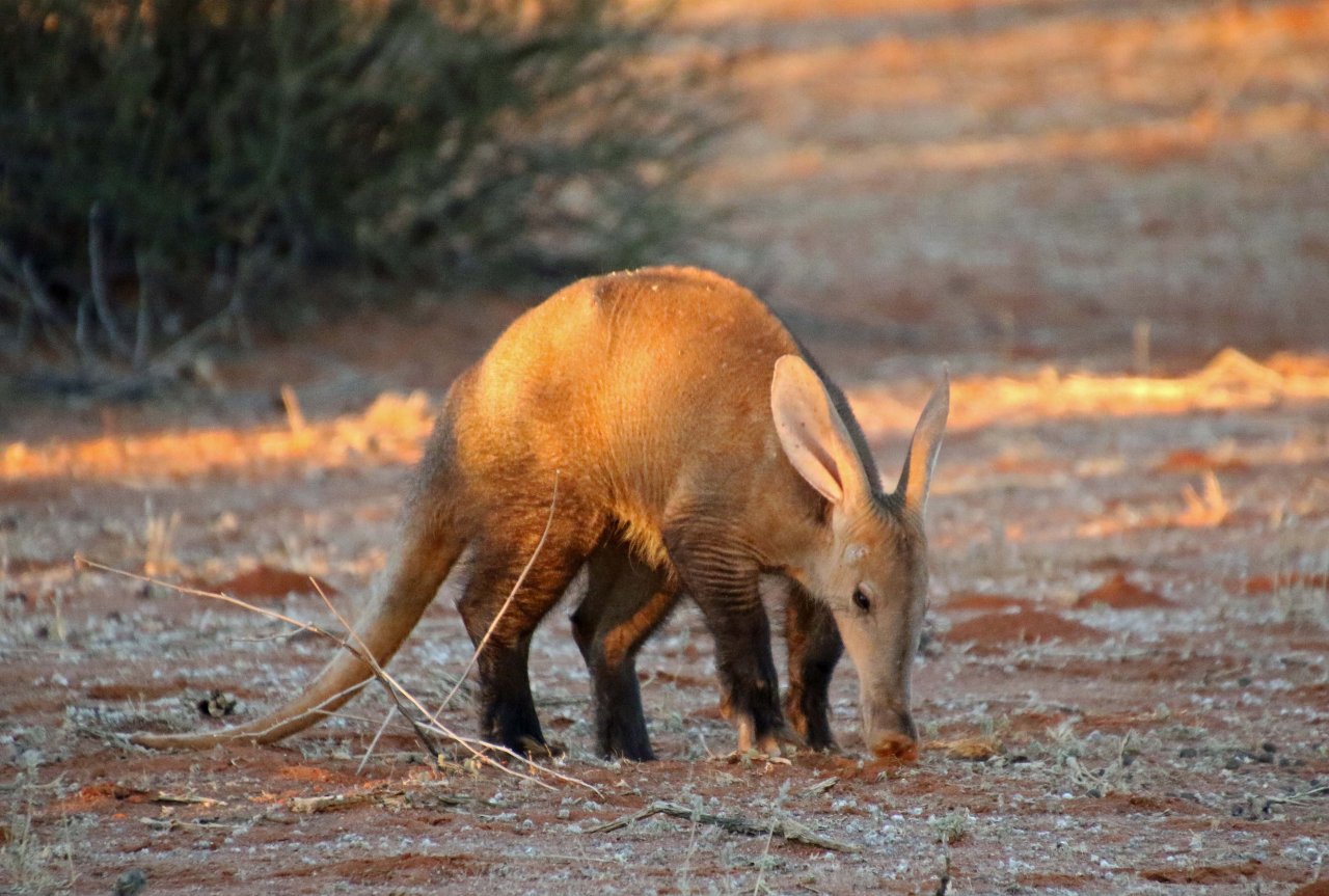 Show us your Claspers! Your Pangolins & Aardvarks, SOUTH AFRICA! - Page ...