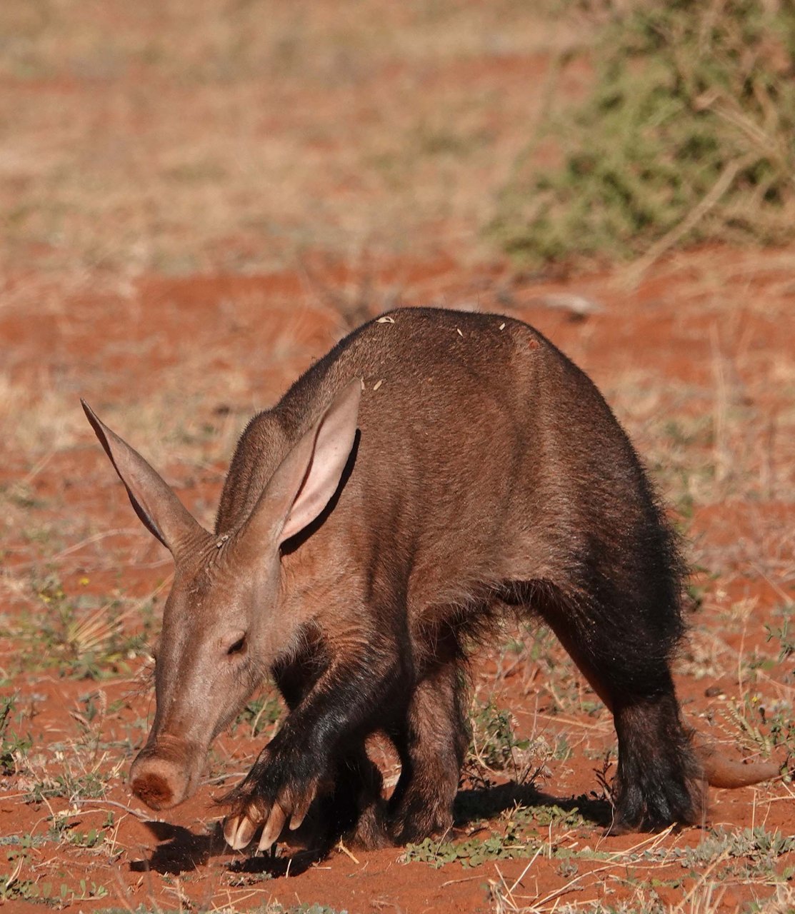 Show us your Claspers! Your Pangolins & Aardvarks, SOUTH AFRICA ...