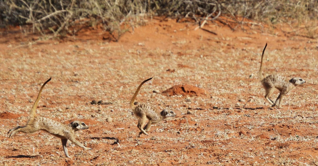 Show us your Claspers! Your Pangolins & Aardvarks, SOUTH AFRICA! - Page ...