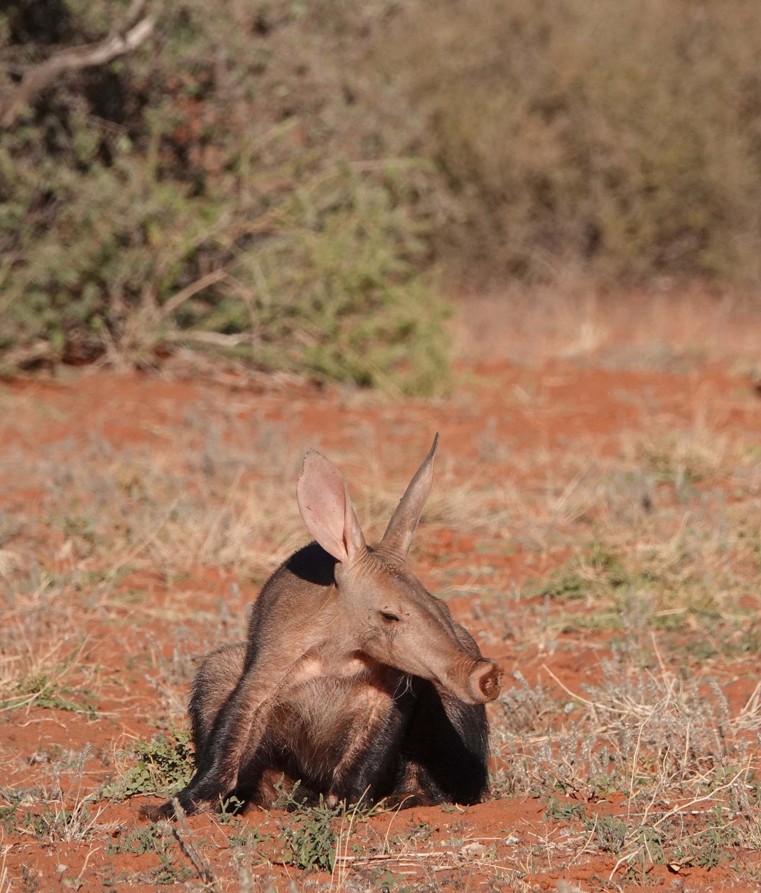 Show us your Claspers! Your Pangolins & Aardvarks, SOUTH AFRICA ...