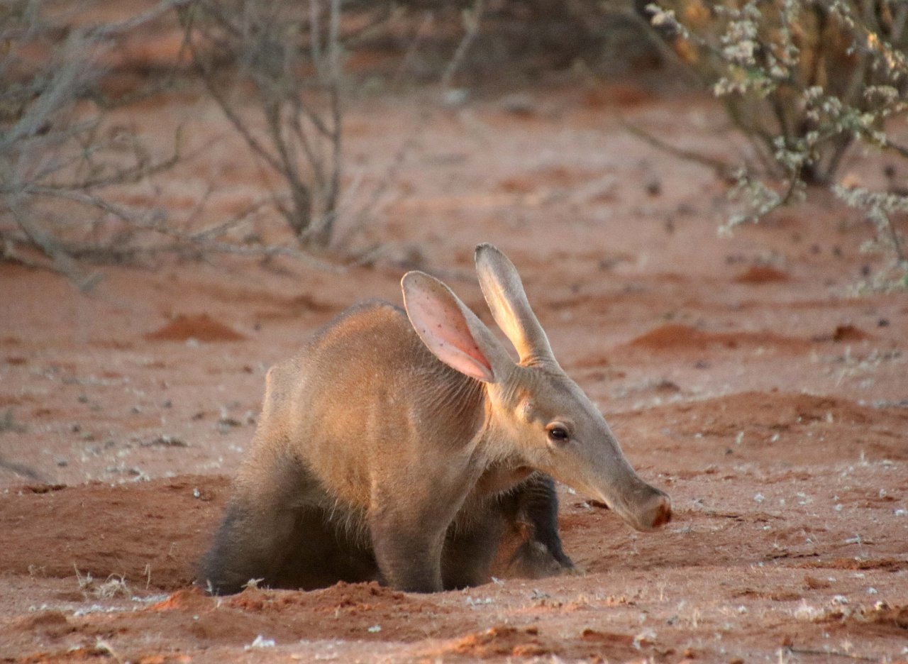 Show us your Claspers! Your Pangolins & Aardvarks, SOUTH AFRICA ...
