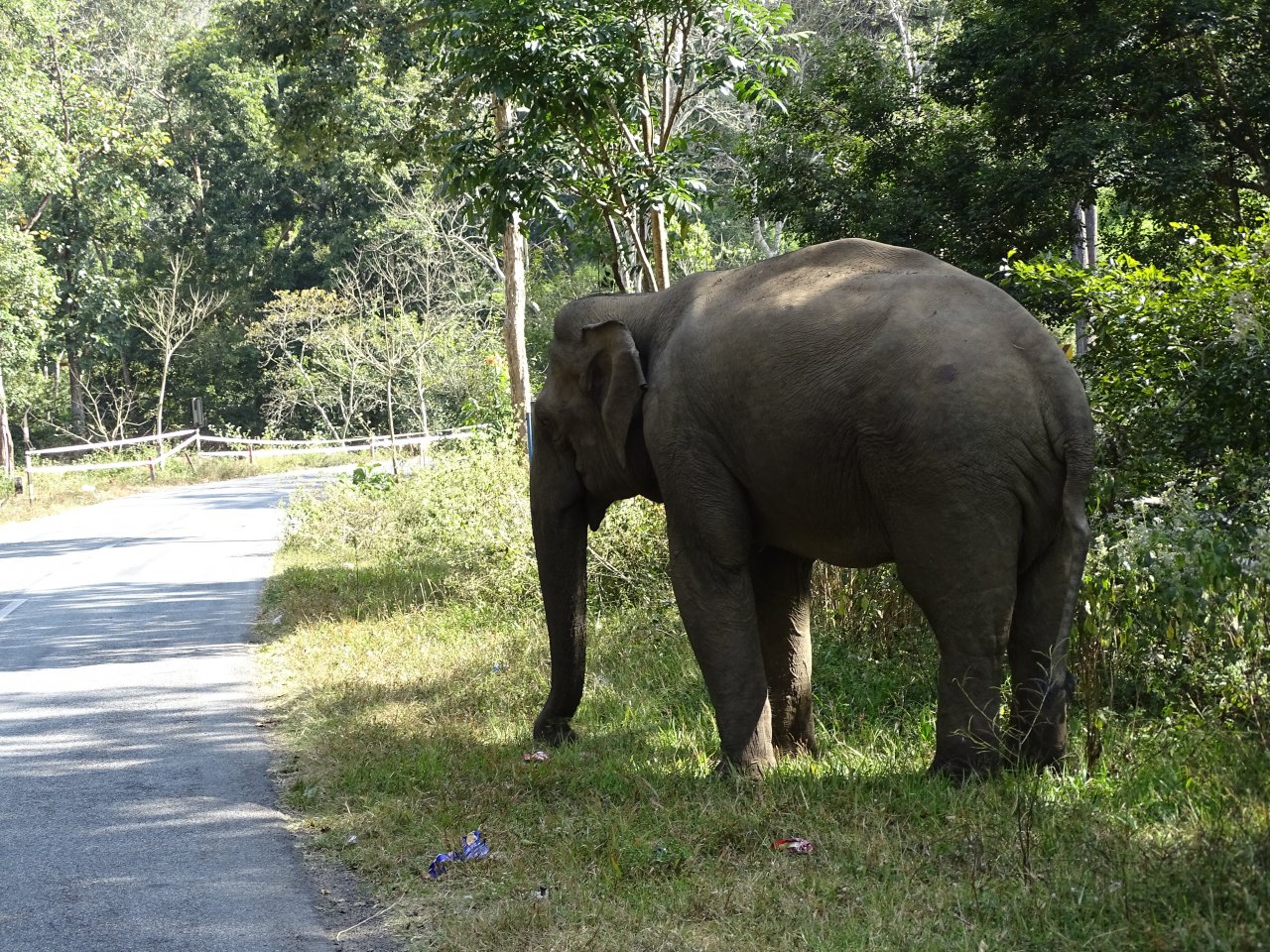 Jungle Retreat Wayanad (JRW) - India - Safaritalk