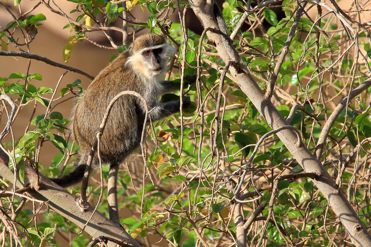Show us your savanna monkeys - vervet, grivet, tantalus, green and Bale ...